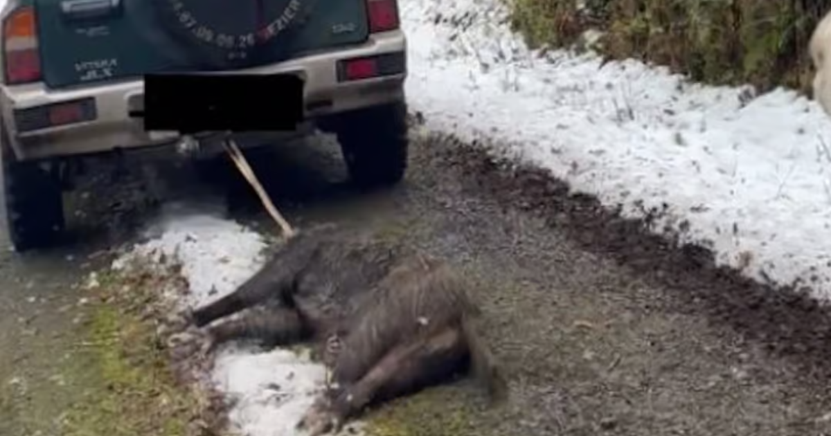 Indignation générale après la diffusion d’une vidéo de sanglier traîné ...